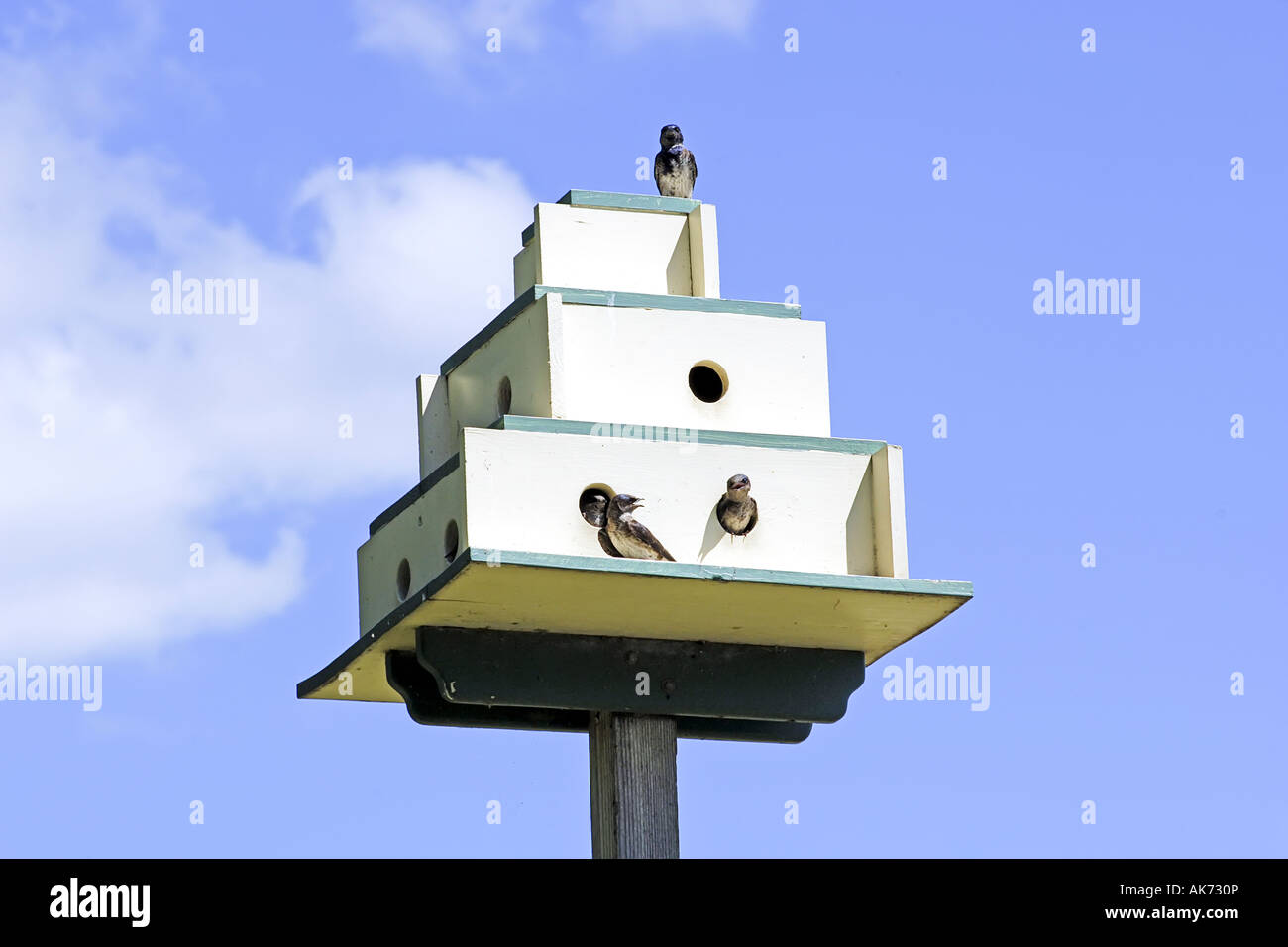 Birdhouse multiple hi-res stock photography and images - Alamy