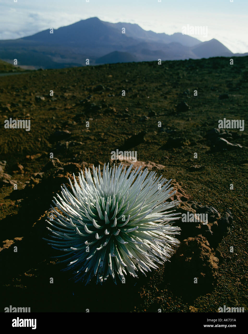 Silversword Haleakala Maui Hawaii USA Stock Photo - Alamy