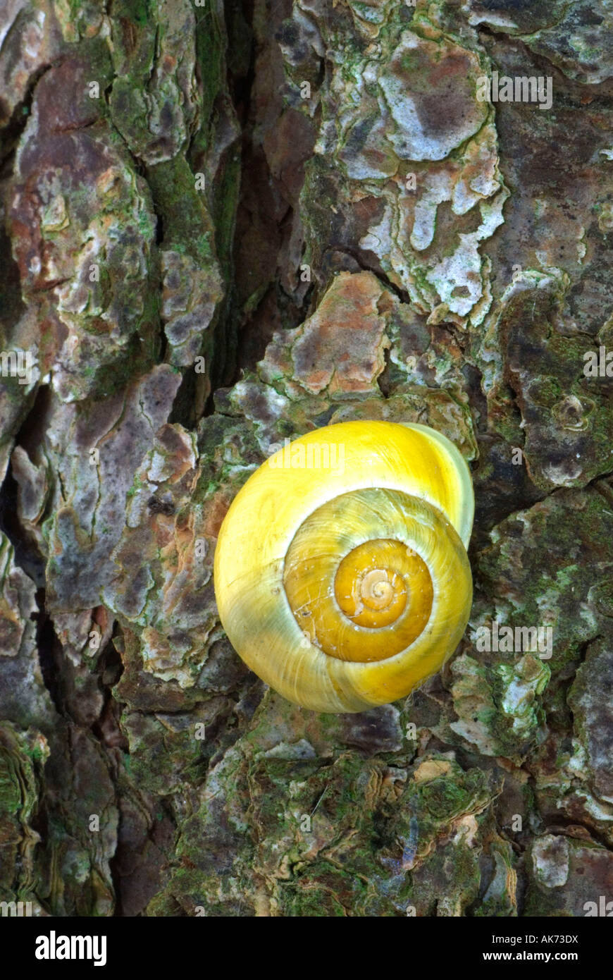 Brown-lipped Snail / Grove Snail Stock Photo - Alamy