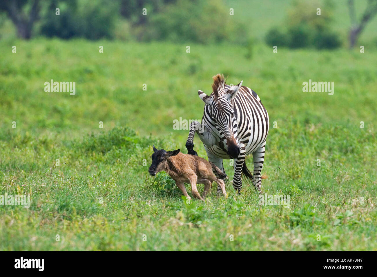 Blue Wildebeest and Zebra Stock Photo - Alamy