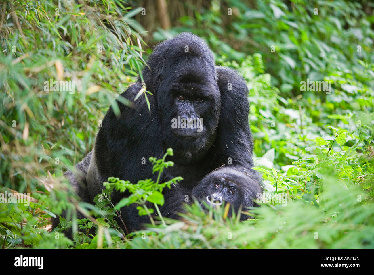 Gorillas Mating