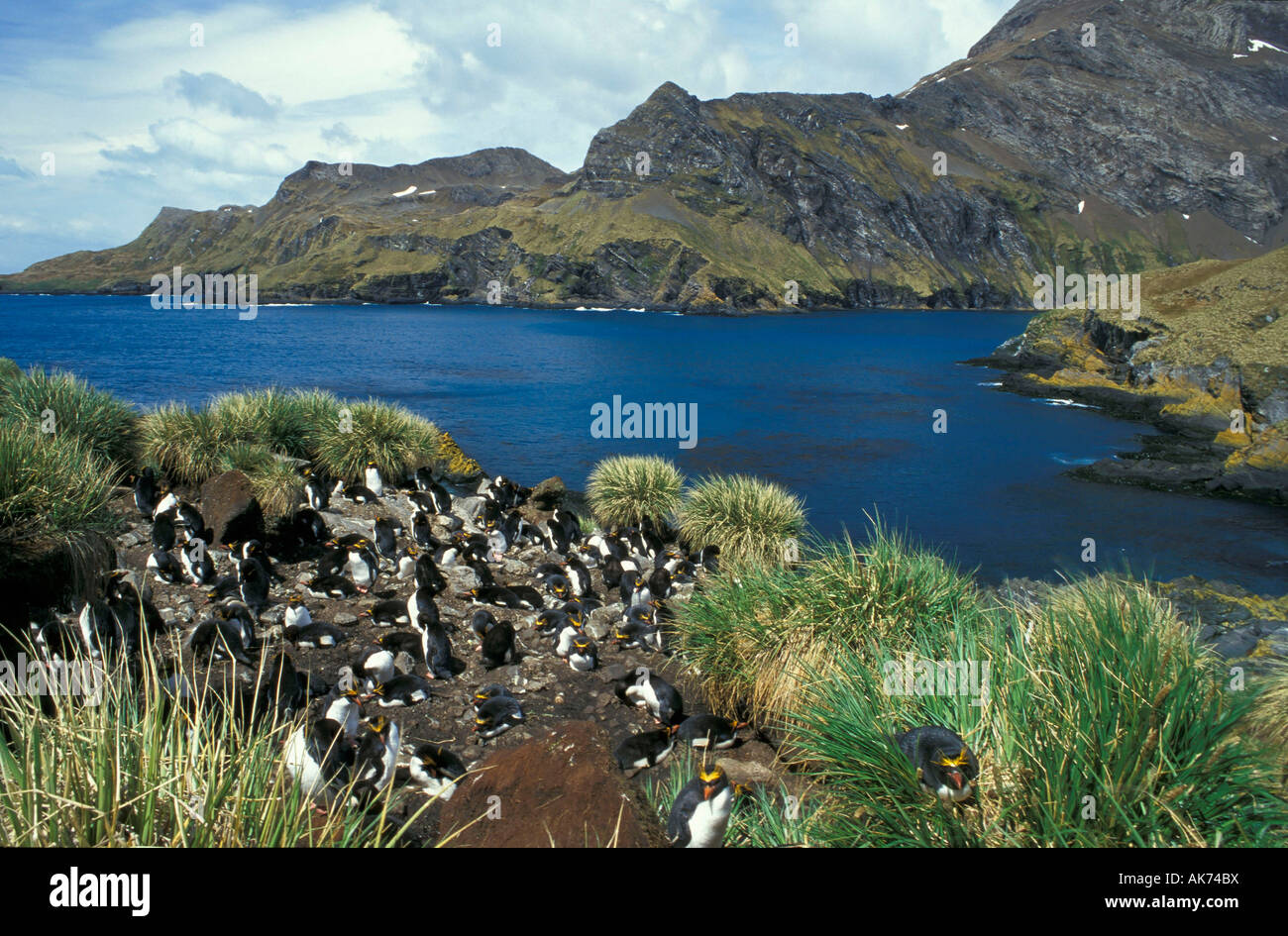 Group of macaroni penguins hi-res stock photography and images - Alamy