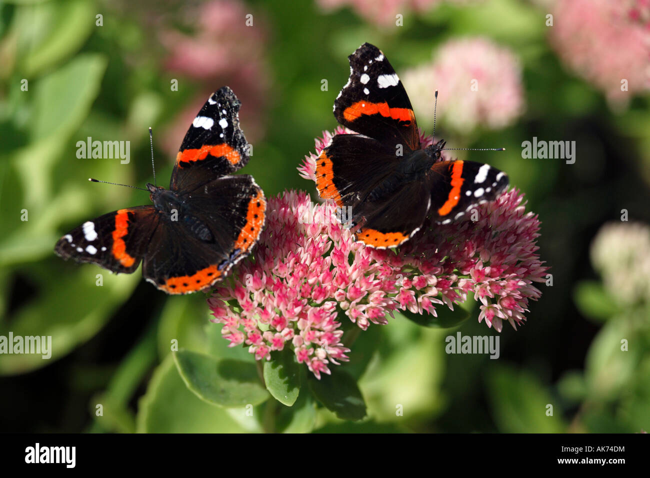 Pair of red admirals hi-res stock photography and images - Alamy