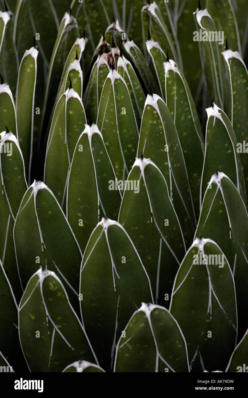 Queen Victoria Agave Stock Photo - Alamy
