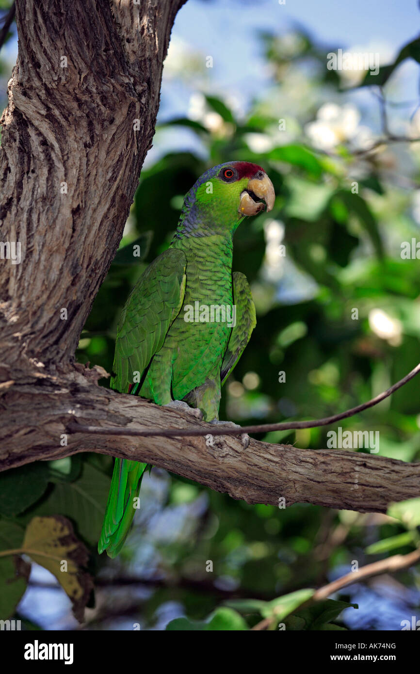 Lilac crowned amazon hi-res stock photography and images - Alamy