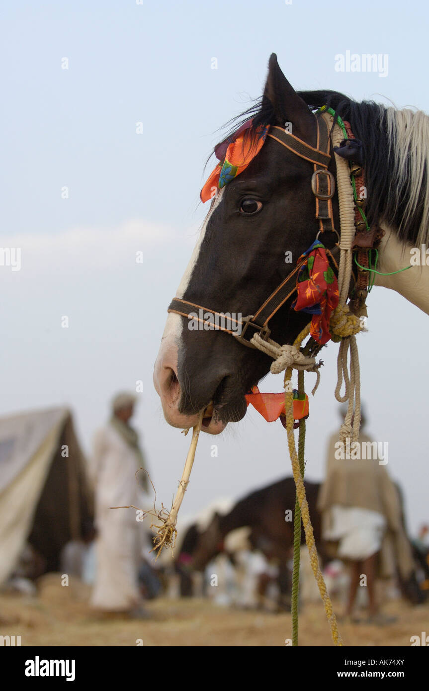 Kathiawari horse breed. Pushkar, Rajasthan. INDIA Stock Photo - Alamy
