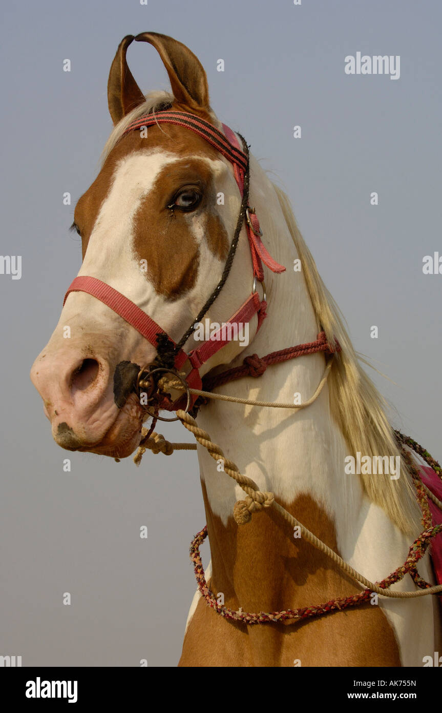Kathiawari Horse
