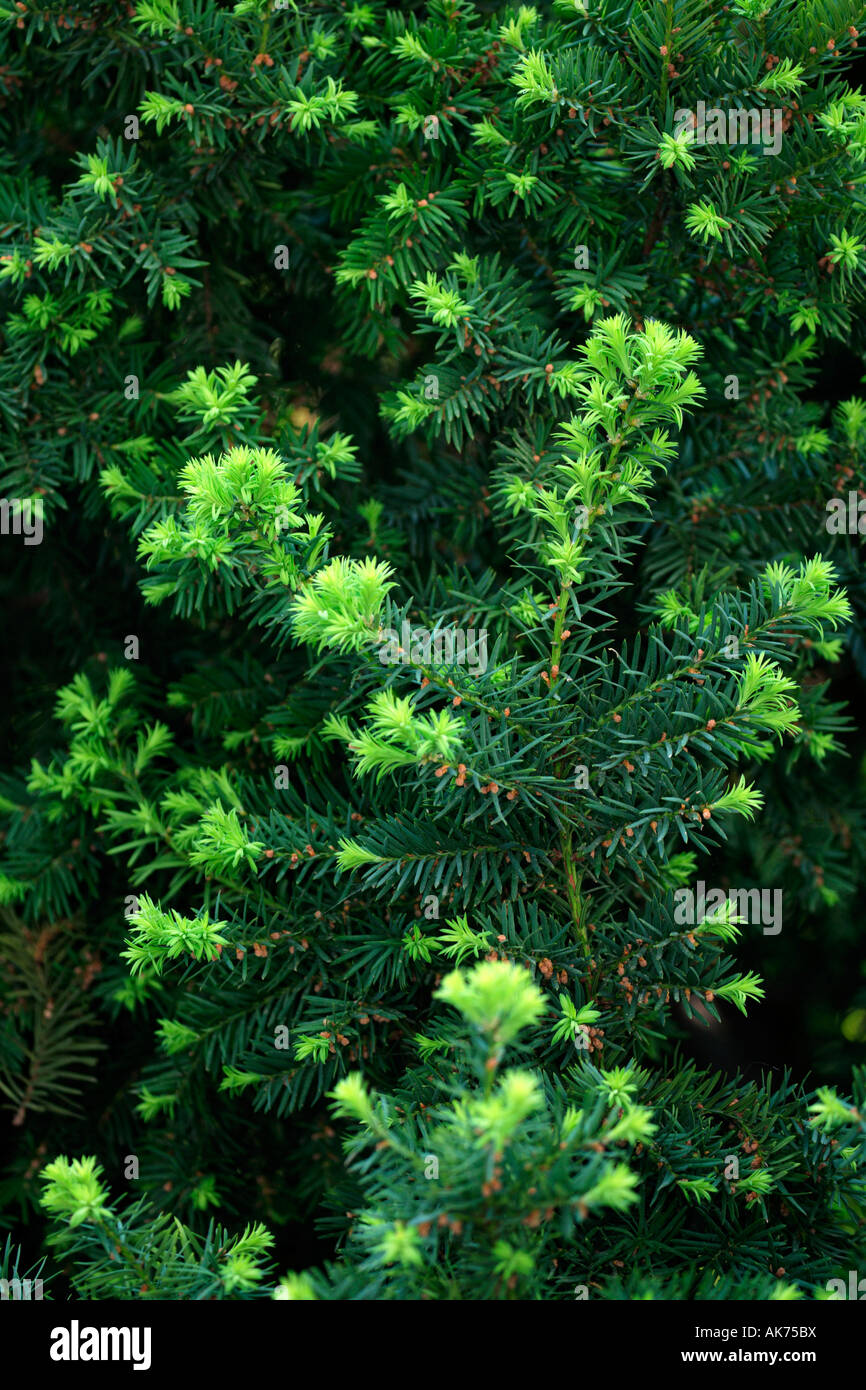 Upright yew hi-res stock photography and images - Alamy