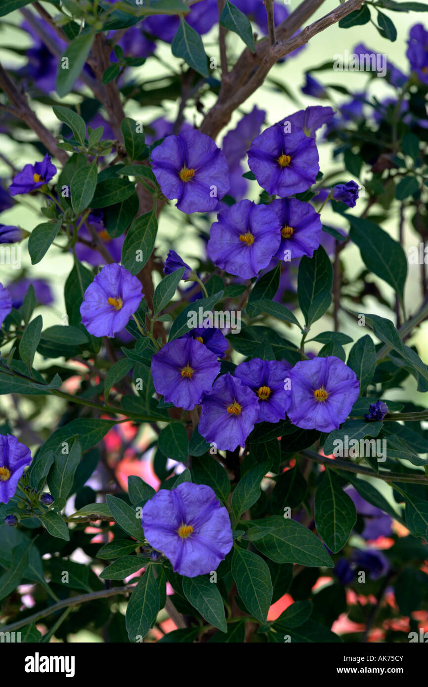 Blue Potato Bush Stock Photo - Alamy