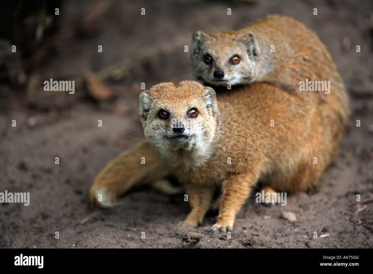 Mongoose mating hi-res stock photography and images - Alamy