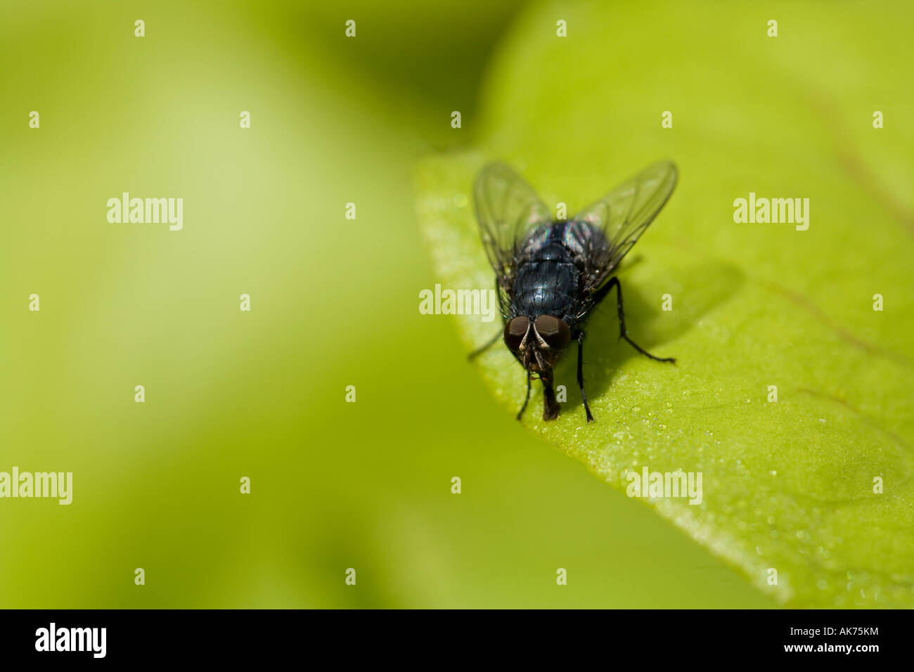 A house fly tasting the nectar on a pitcher plant Stock Photo - Alamy