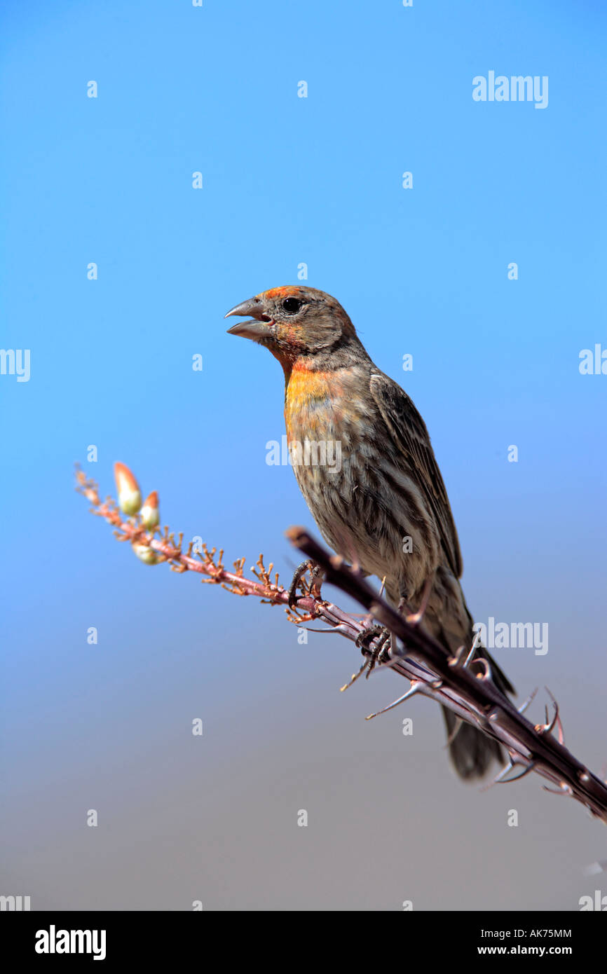 House finch singing hi-res stock photography and images - Alamy