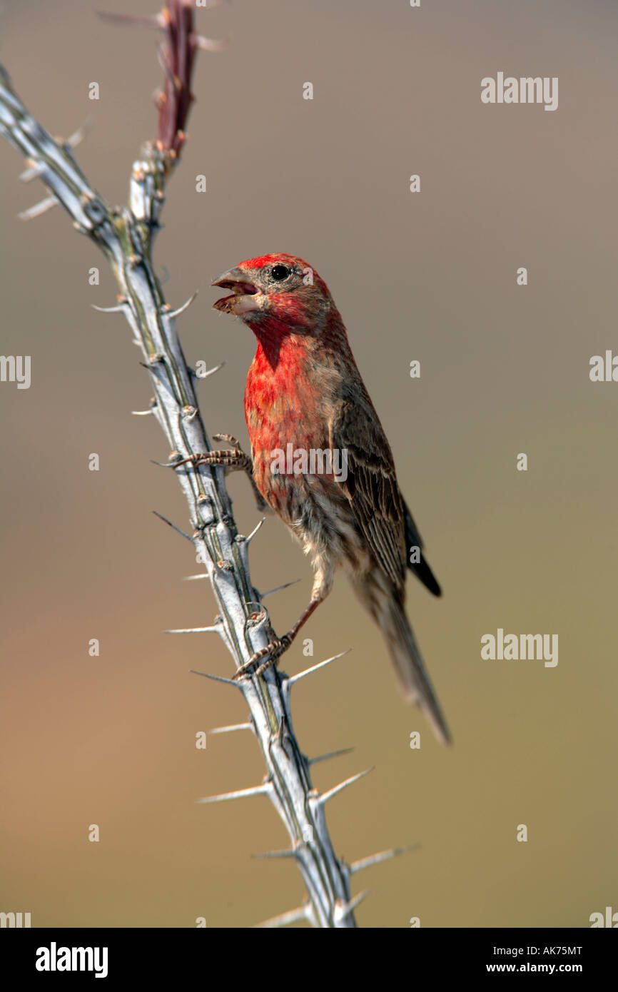 House finch singing hi-res stock photography and images - Alamy