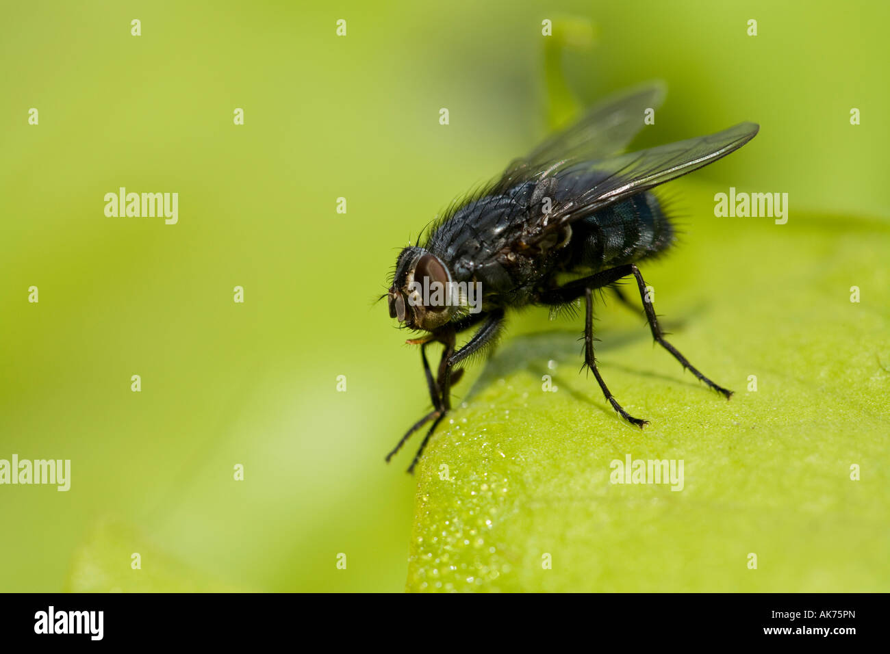 A house fly tasting the nectar on a pitcher plant Stock Photo - Alamy