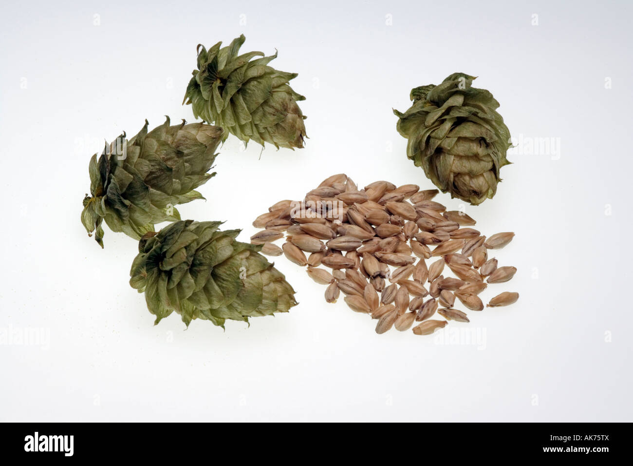 Hop and Barley Stock Photo - Alamy