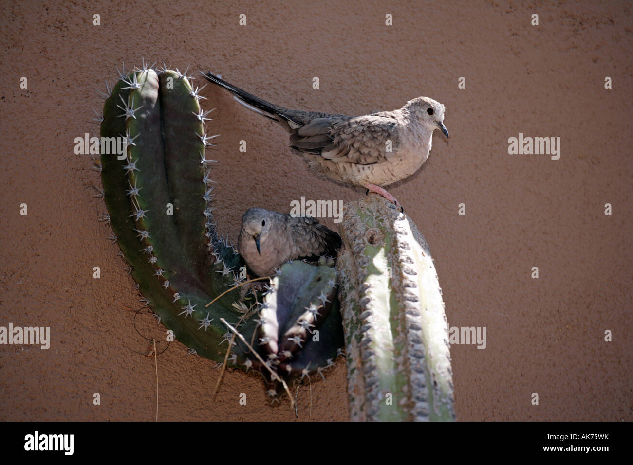 Dove eggs hi-res stock photography and images - Alamy
