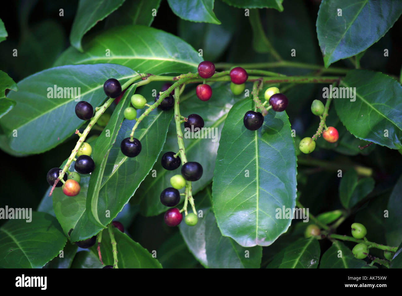 Laurel fruit hi-res stock photography and images - Alamy