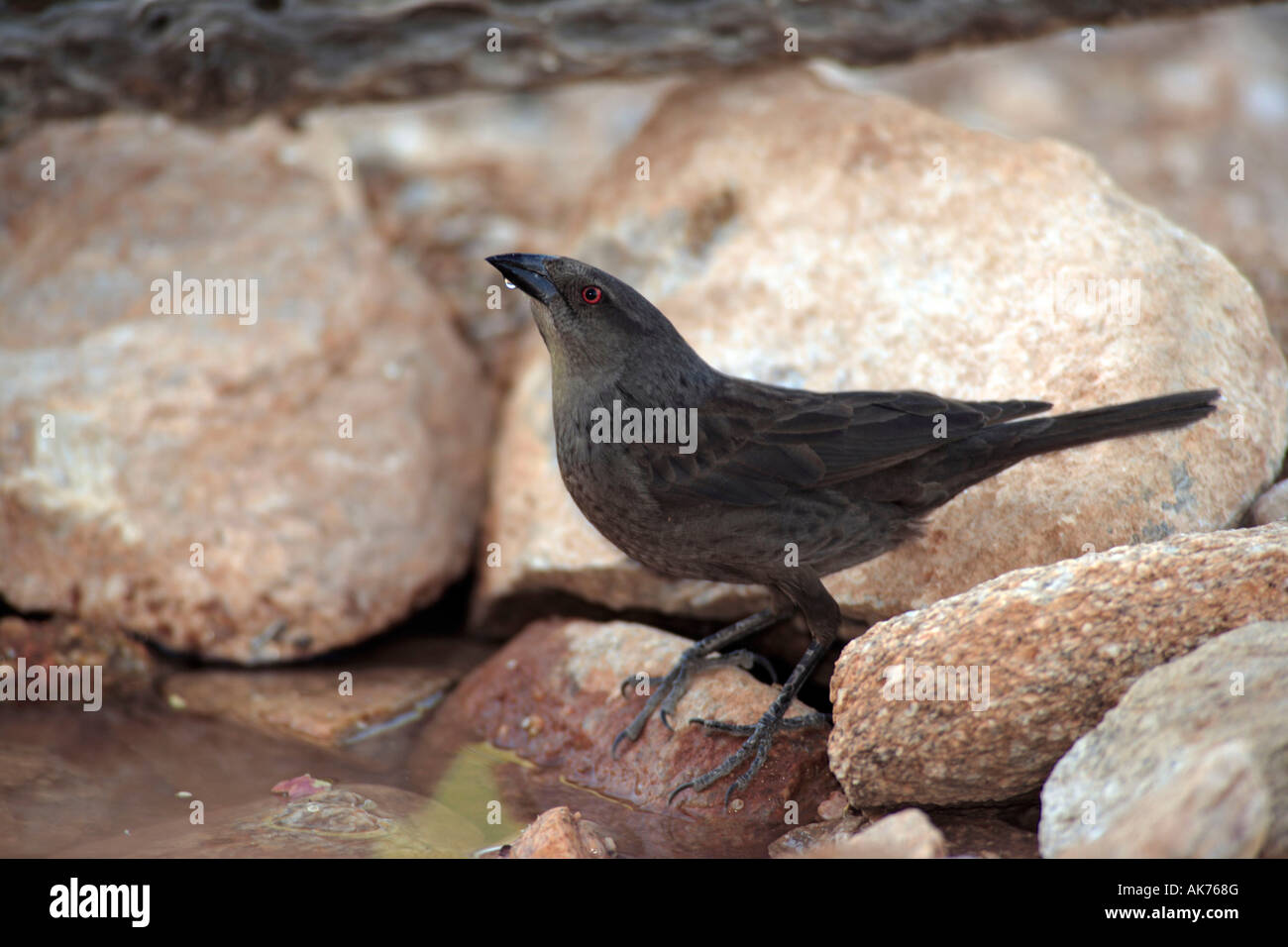 Juvenile Cowbird High Resolution Stock Photography and Images - Alamy