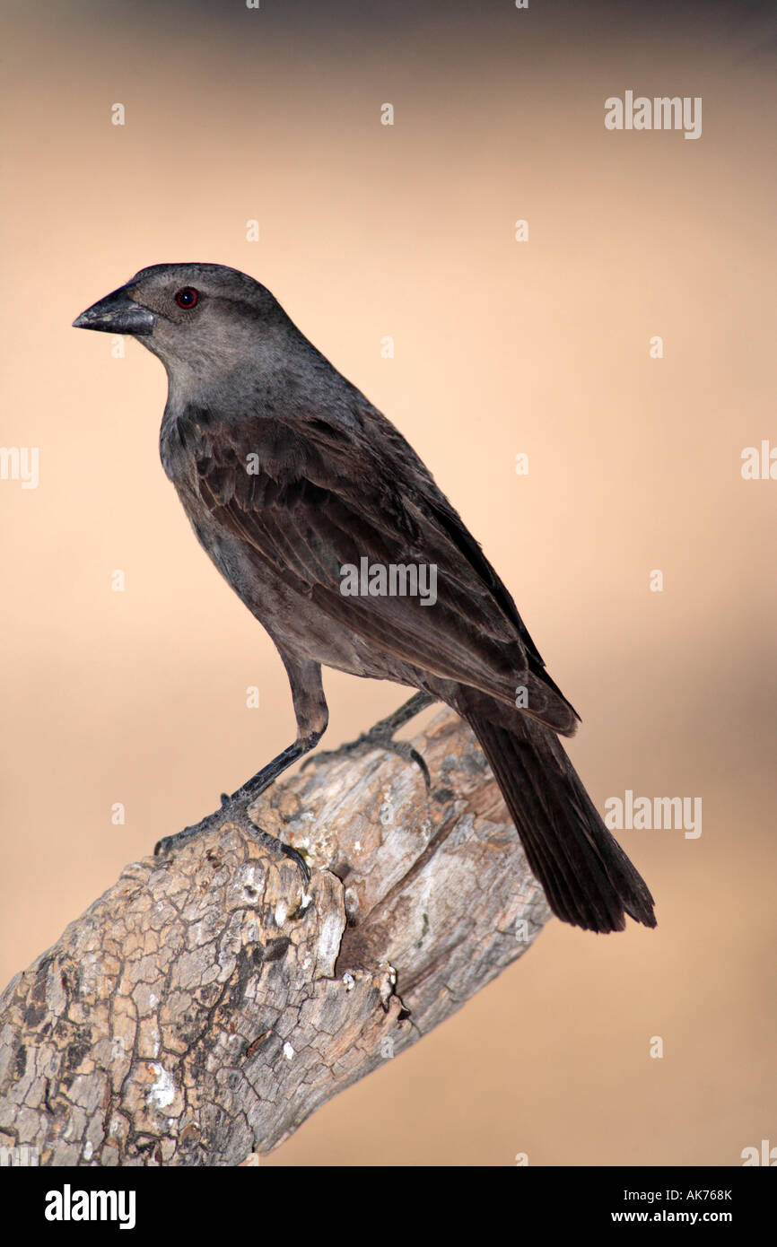 Juvenile Cowbird High Resolution Stock Photography and Images - Alamy
