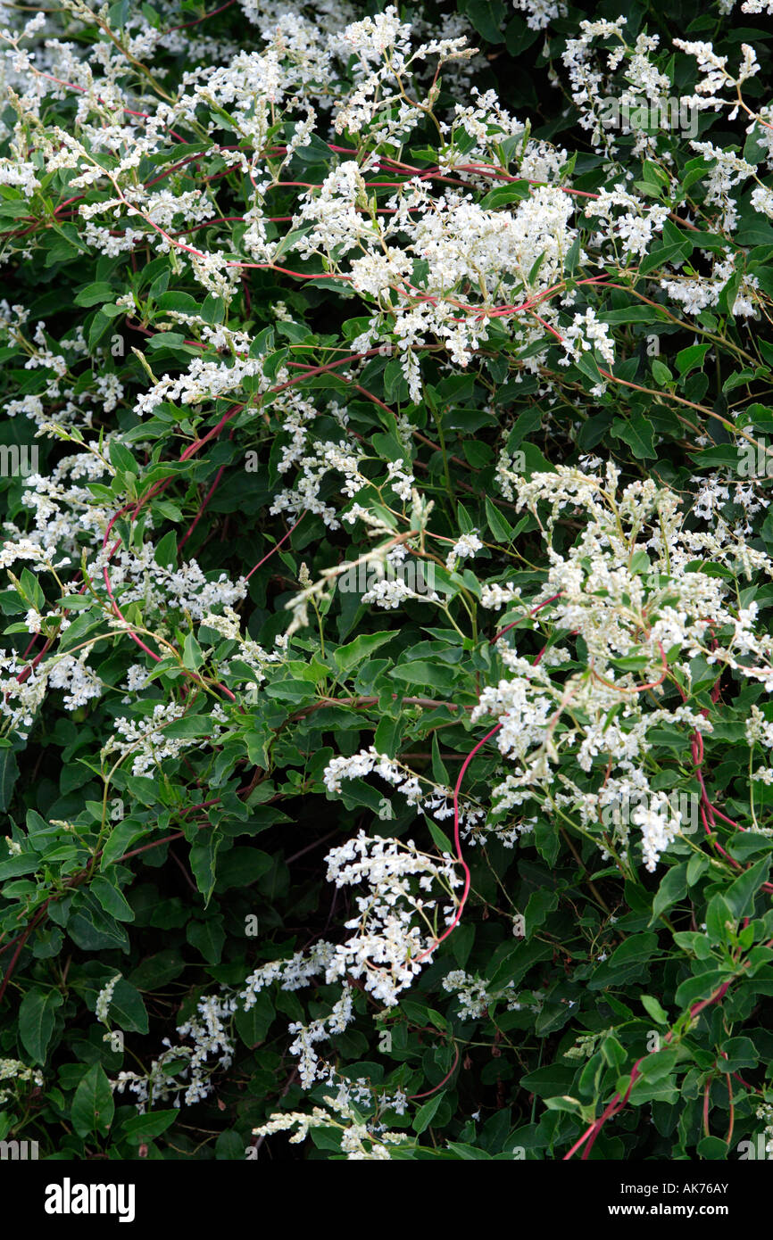 Silver lace vine hi-res stock photography and images - Alamy