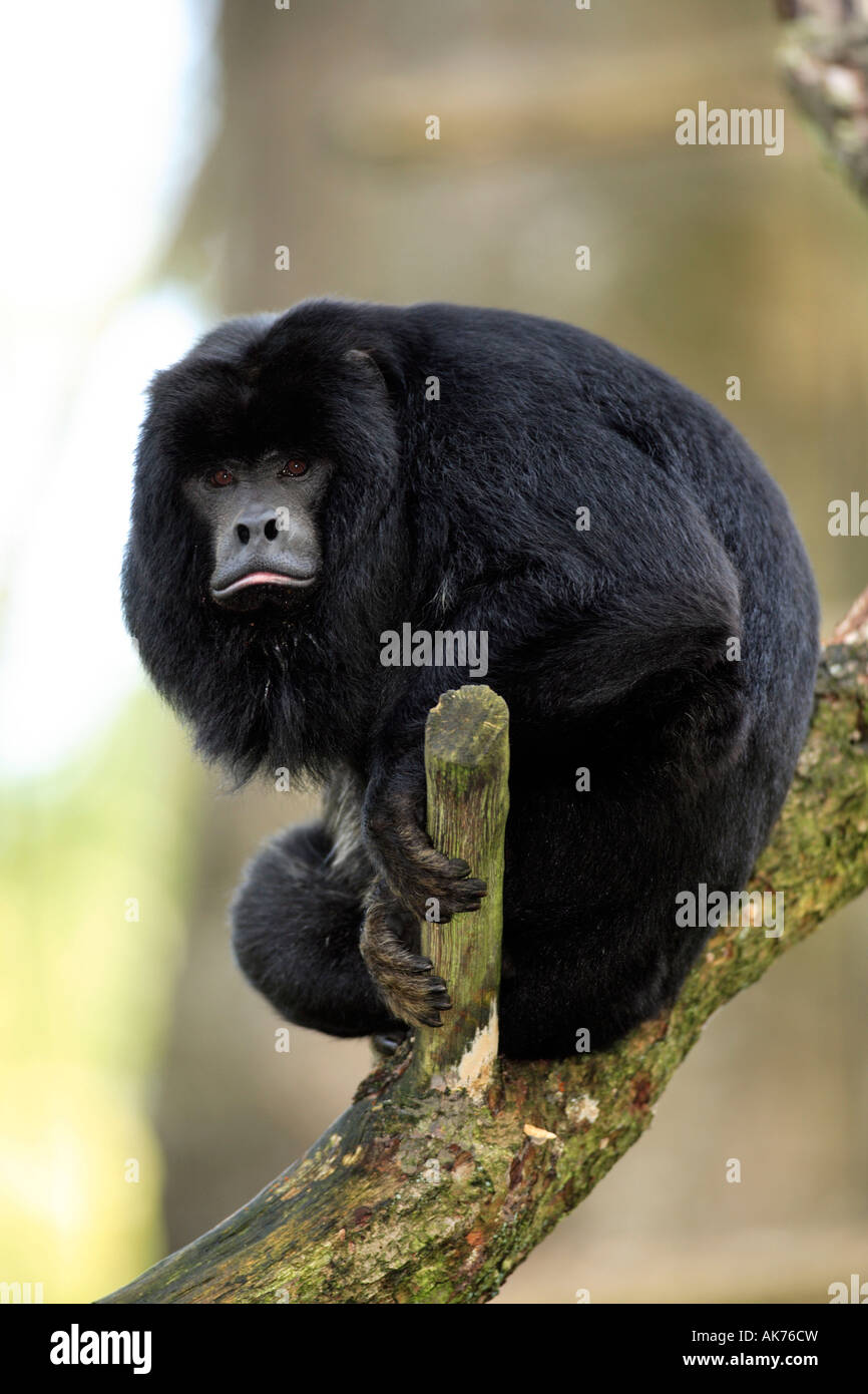 Black Howler Monkey Stock Photo - Alamy