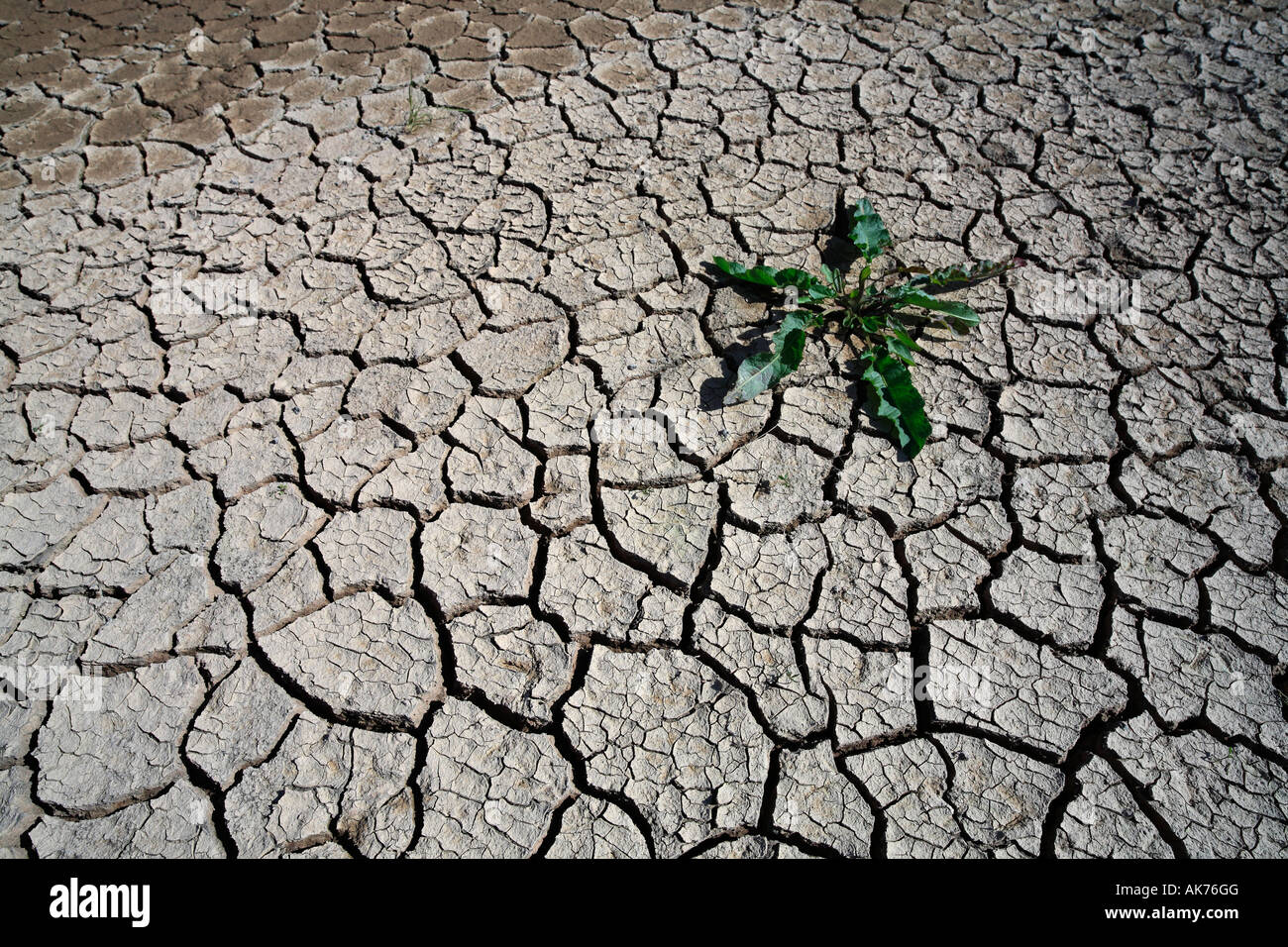 plant conquer a cracked dried lake bed Stock Photo - Alamy