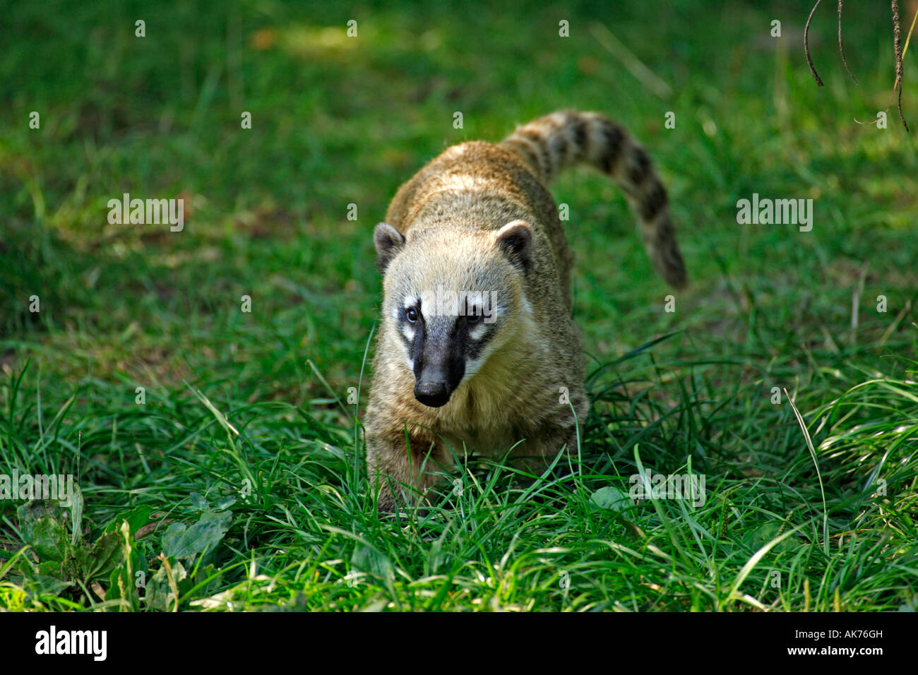 Coati standing hi-res stock photography and images - Alamy