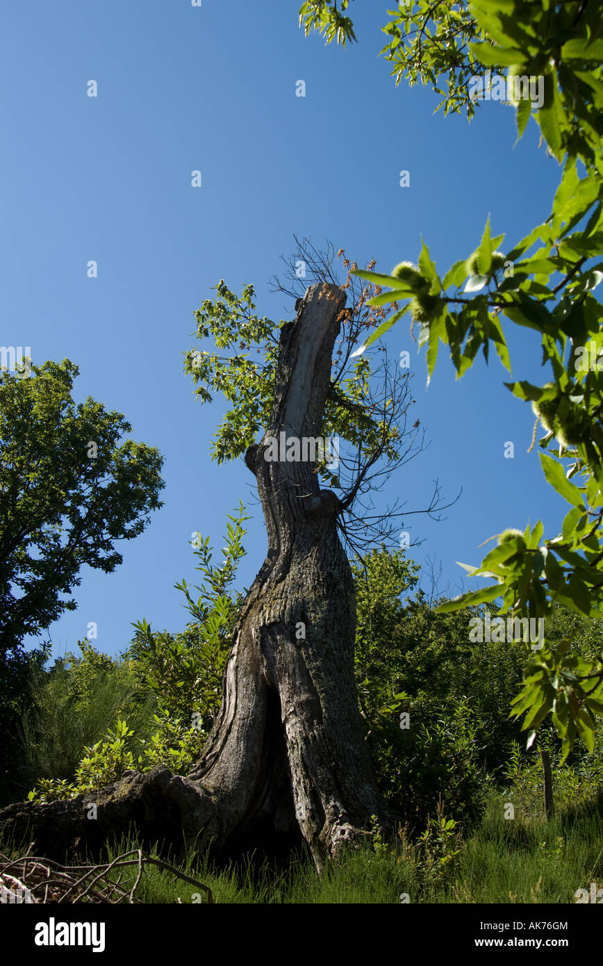Bark chestnut tree ancient hi-res stock photography and images - Alamy