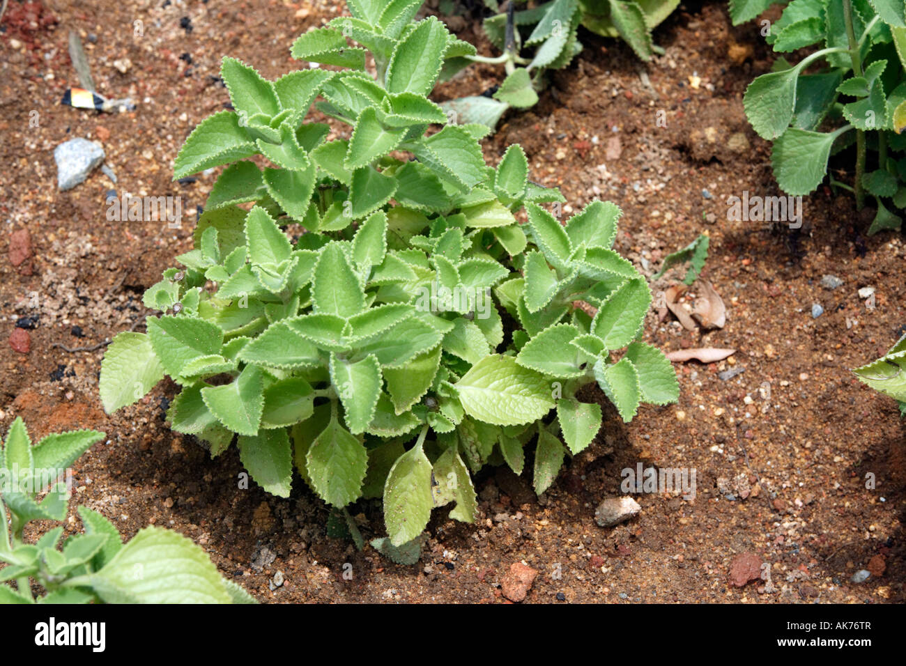 Indian borage hi-res stock photography and images - Alamy