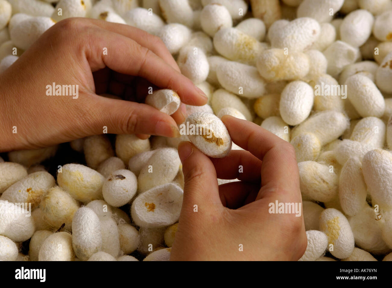 Wuzhen / Silk spinning factory Stock Photo - Alamy