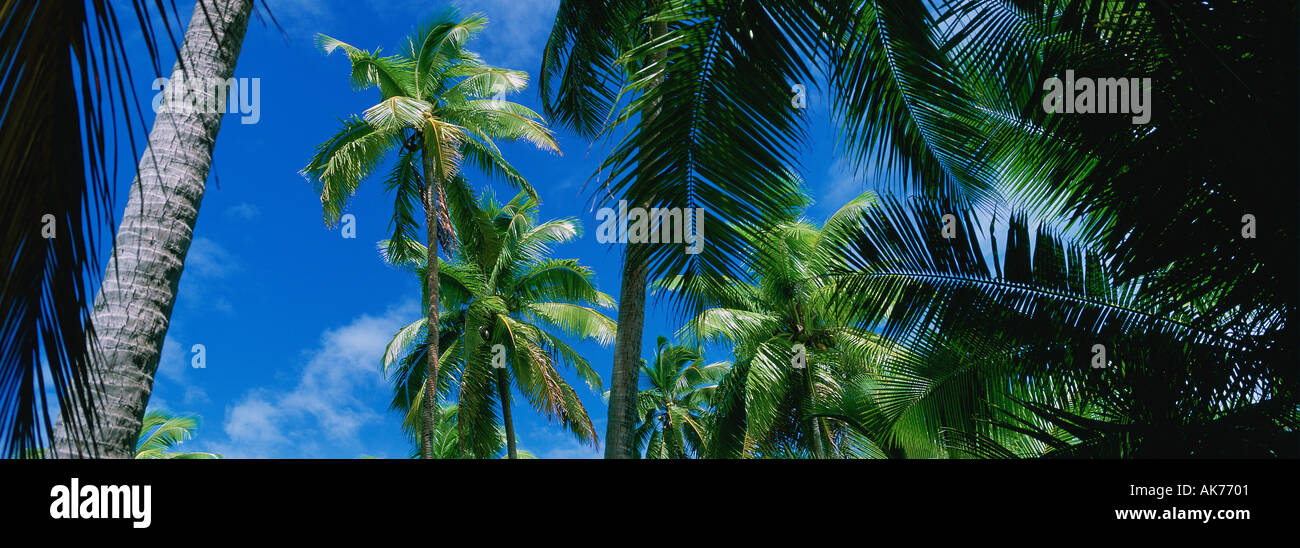 Islands trees hi-res stock photography and images - Alamy