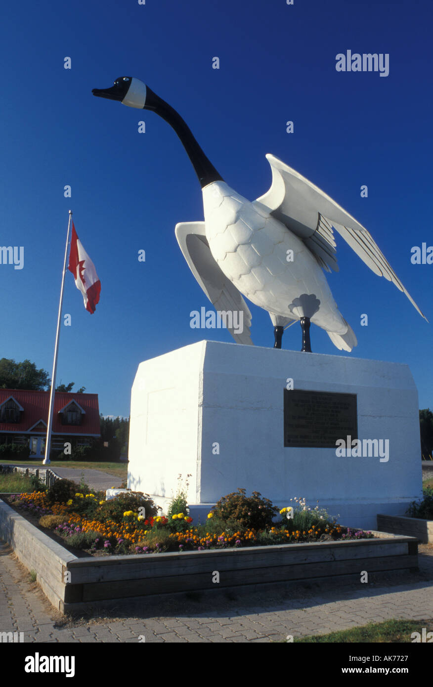 Canada wawa goose hi-res stock photography and images - Alamy