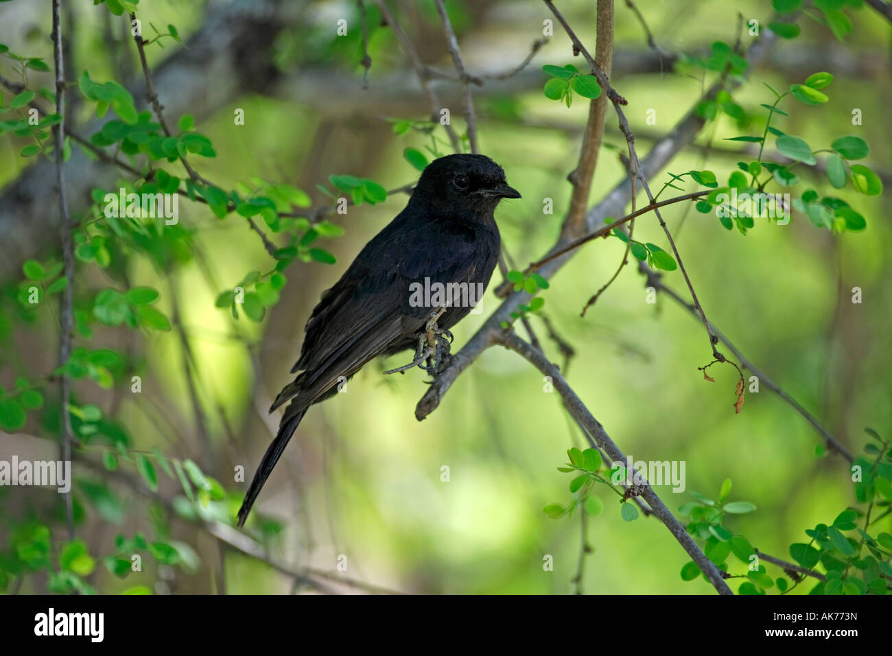 Southern Black Flycatcher Stock Photo - Alamy