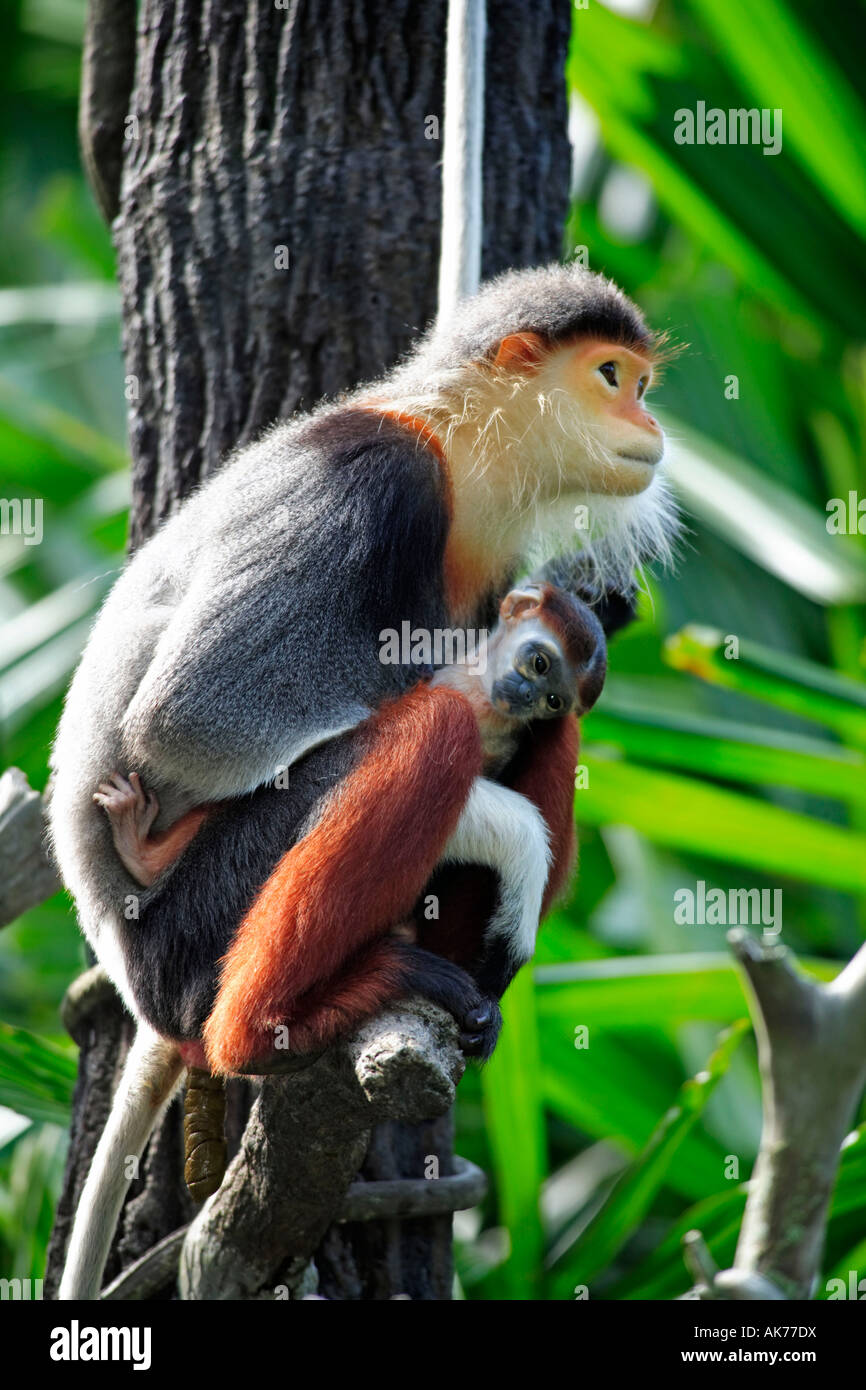 Red shanked douc langurs hi-res stock photography and images - Alamy