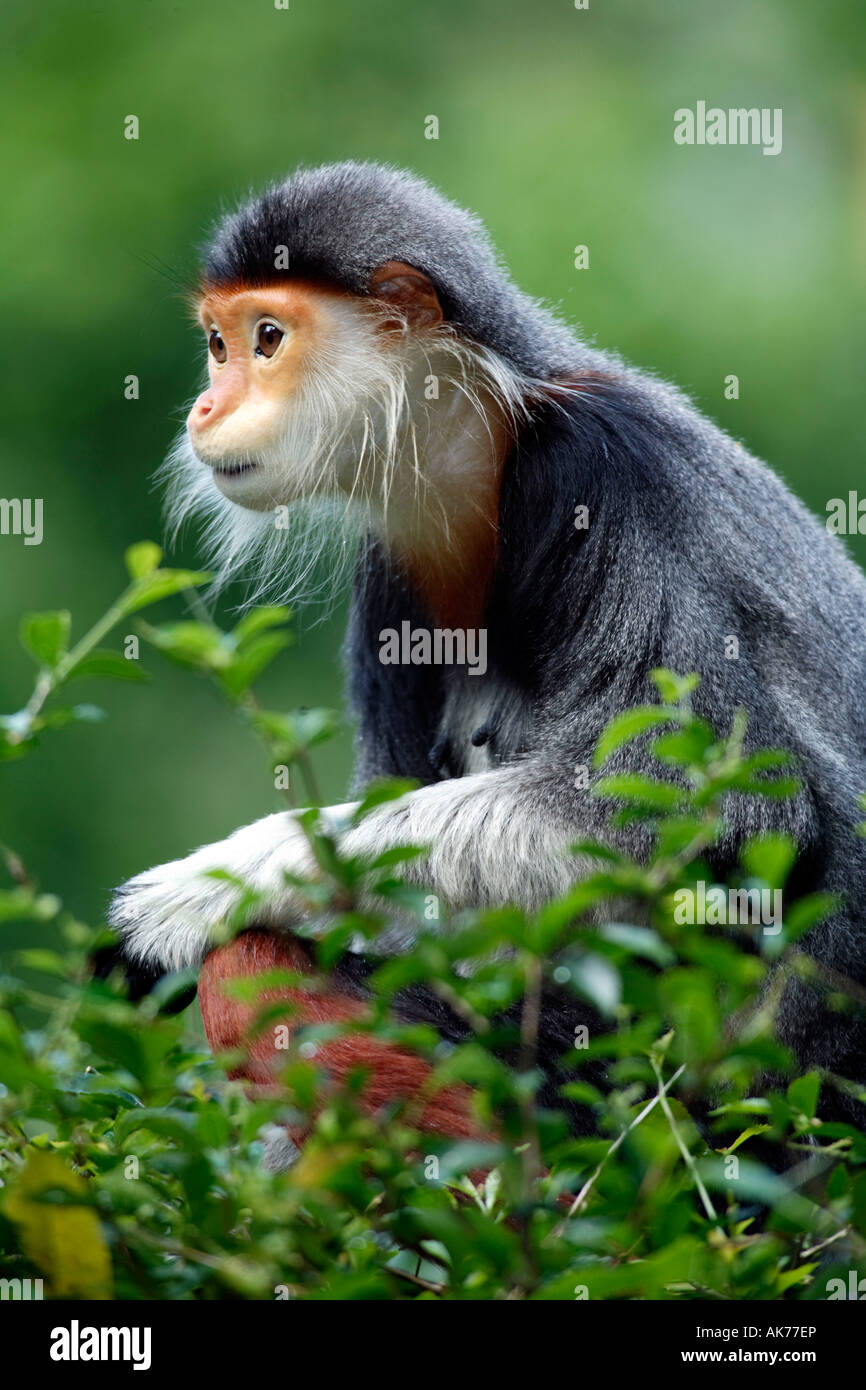 Red shanked douc langurs hi-res stock photography and images - Alamy