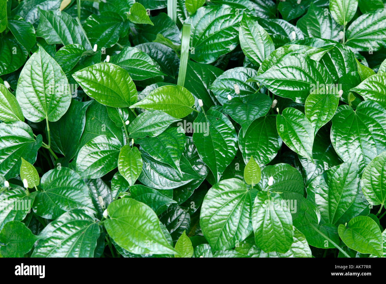 Nutmeg plants hi-res stock photography and images - Alamy