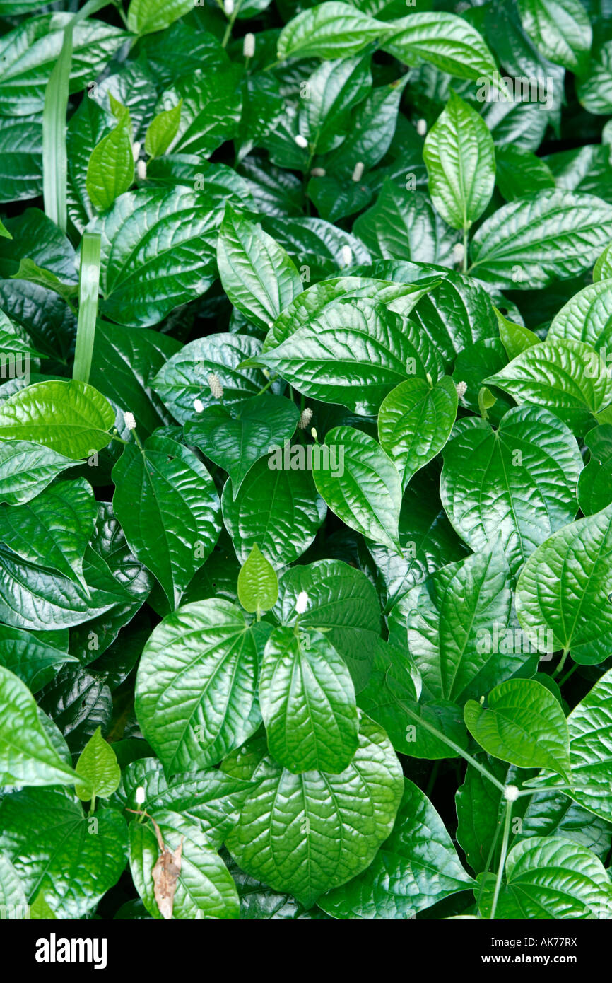 Nutmeg plants hi-res stock photography and images - Alamy