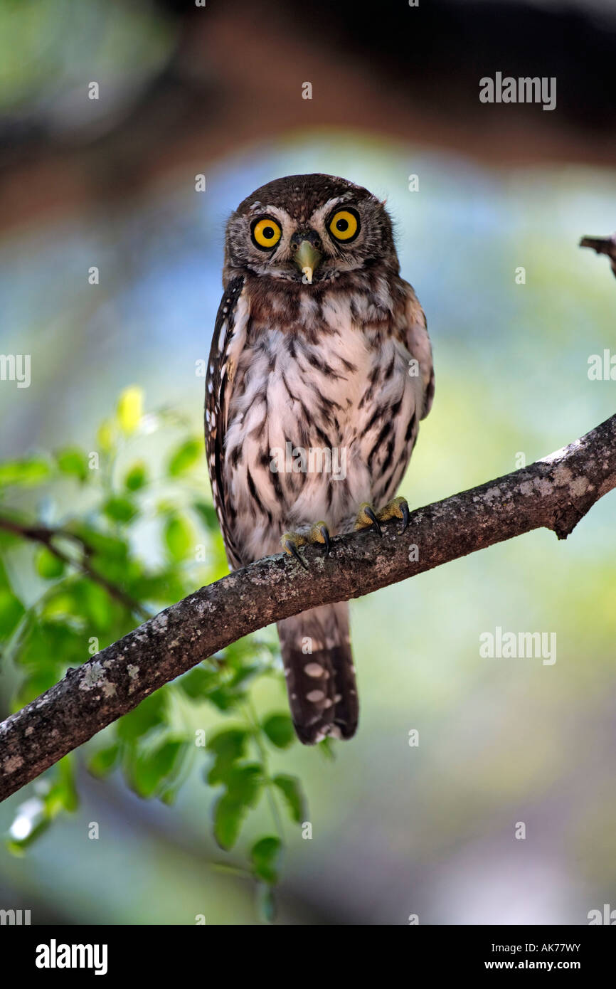Pearlspotted owl hi-res stock photography and images - Alamy