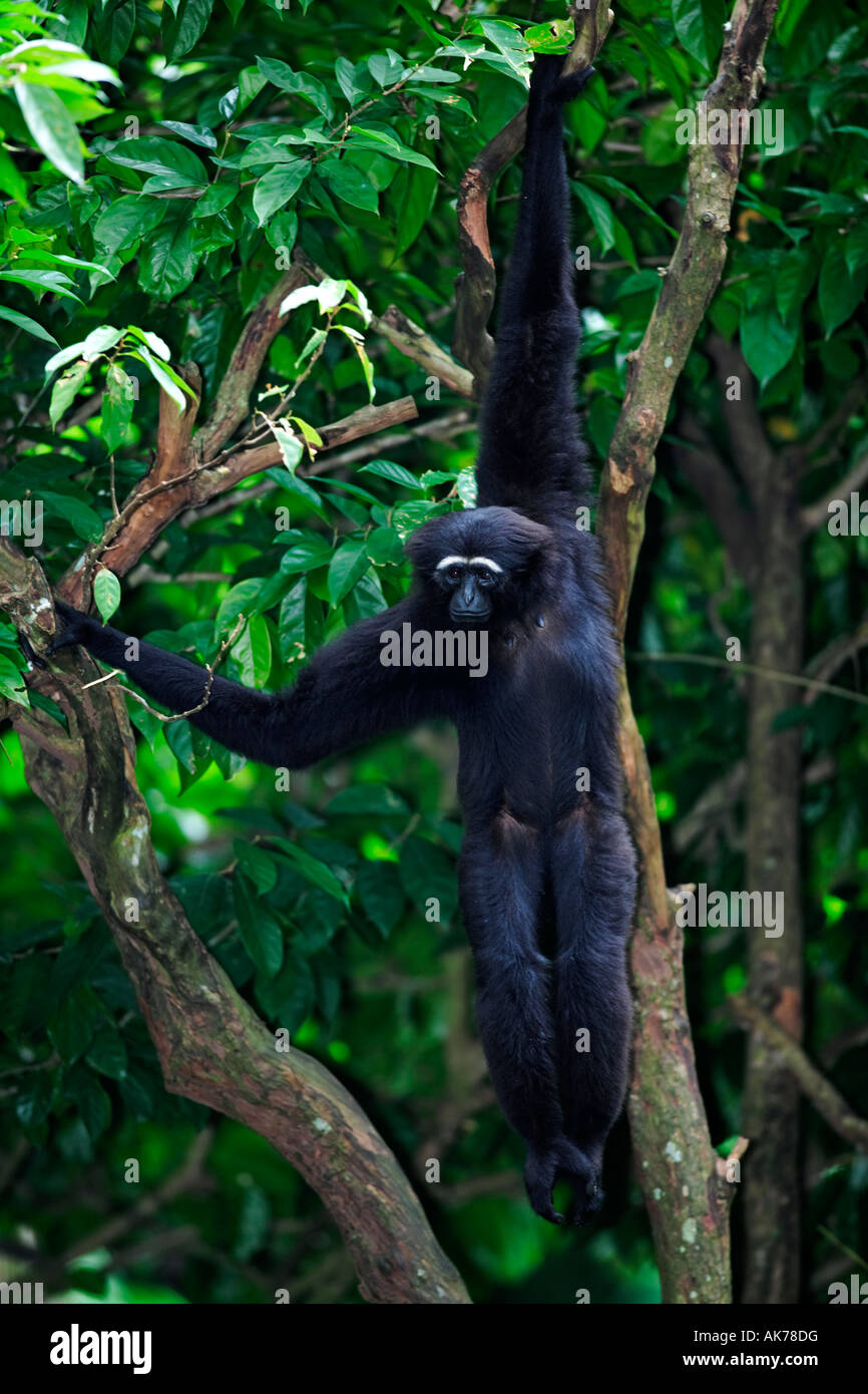Dark handed gibbon hi-res stock photography and images - Alamy