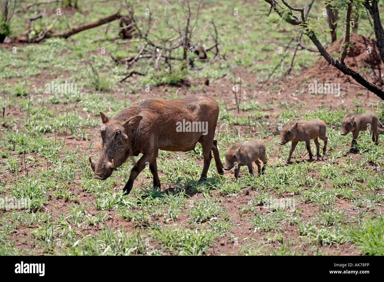 Warthogs wart hog hi-res stock photography and images - Alamy