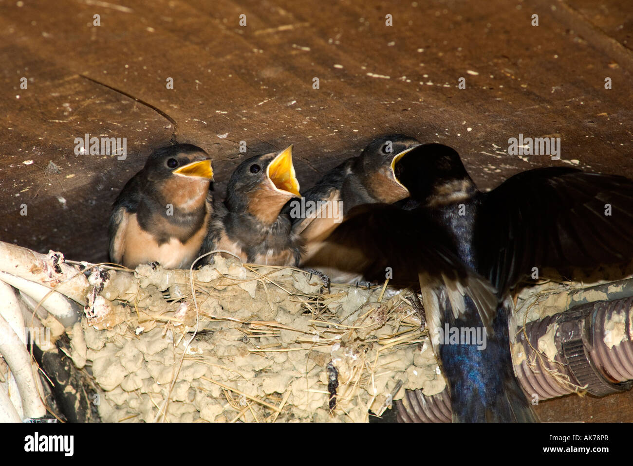 Baby swallows in nest hi-res stock photography and images - Alamy