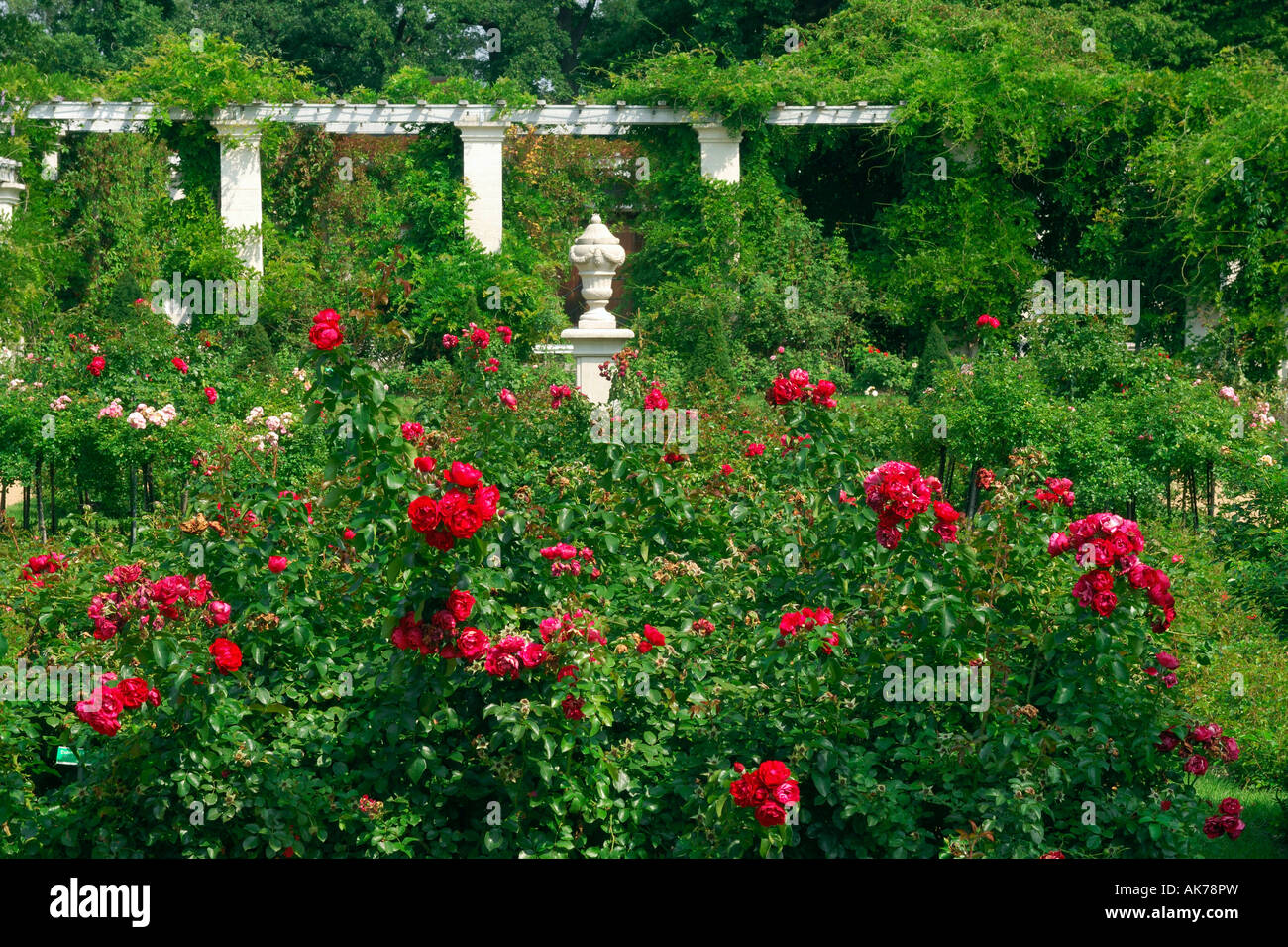 Rose garden / Forst Stock Photo - Alamy