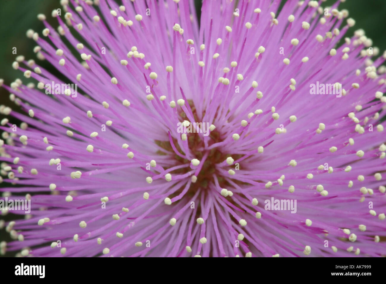 Touch Me Not or Sensitive Plant mimosa pudica Stock Photo - Alamy