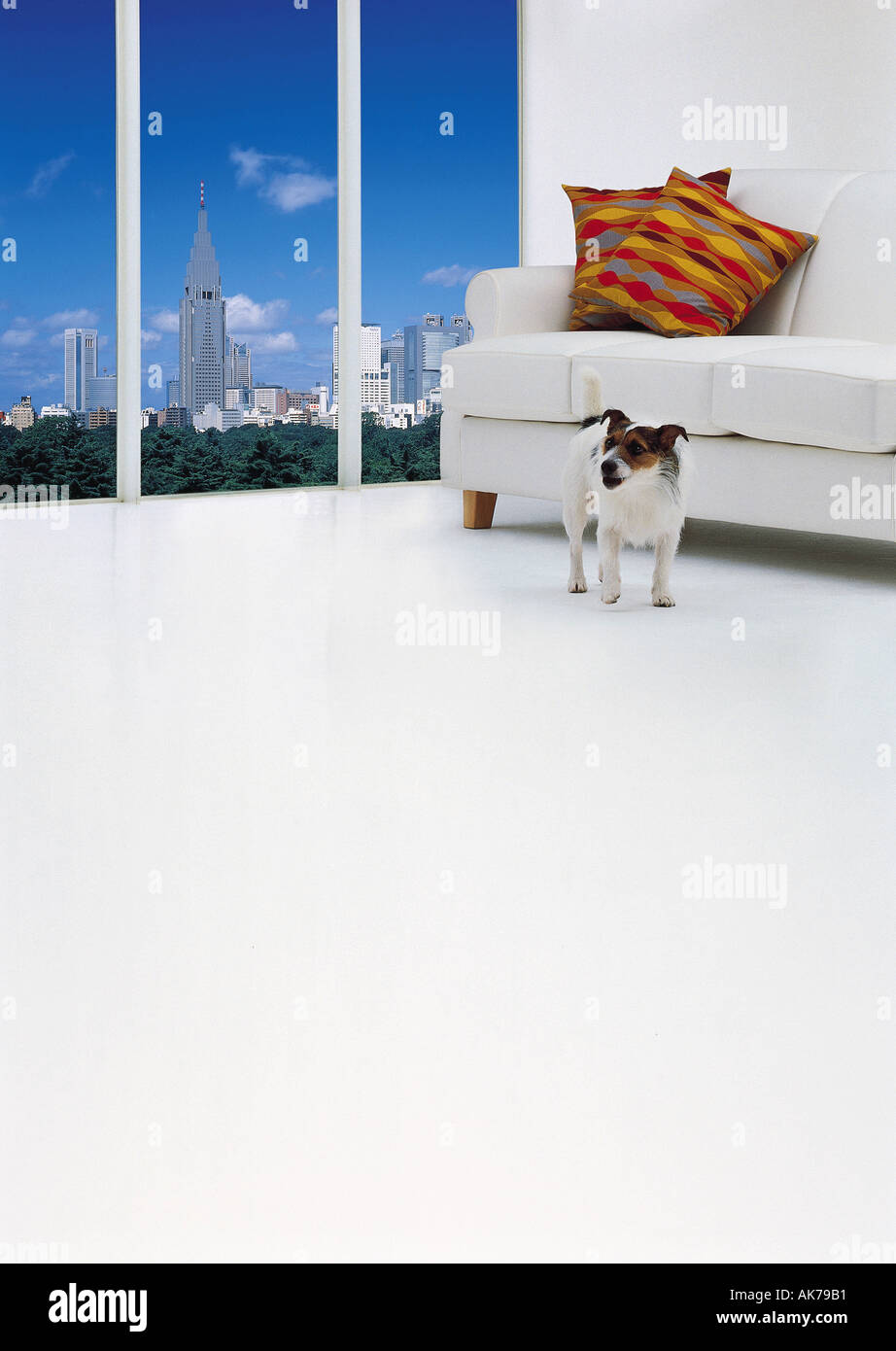 Sofa dog by the window Stock Photo - Alamy
