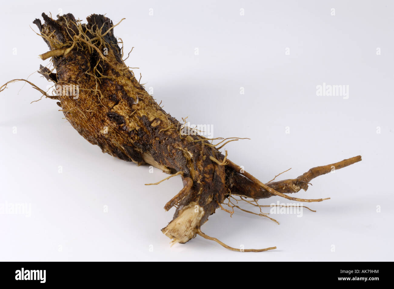 Burdock root hi-res stock photography and images - Alamy