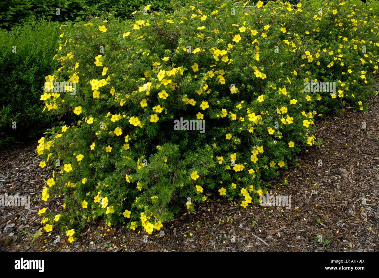 Bush cinquefoil hi-res stock photography and images - Alamy