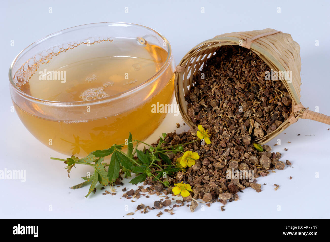 Tormentil tea hi-res stock photography and images - Alamy