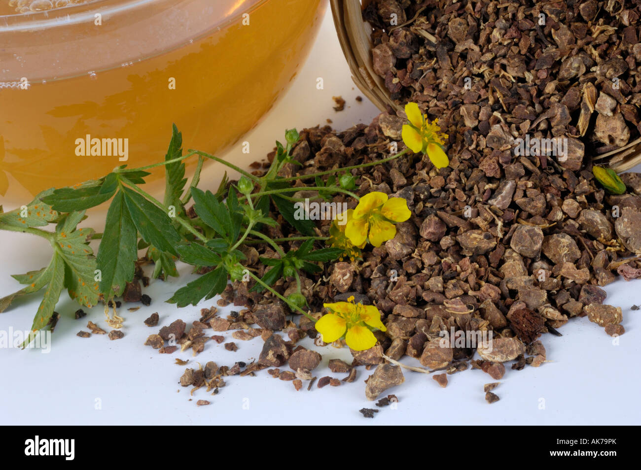 Tormentil root tea hi-res stock photography and images - Alamy