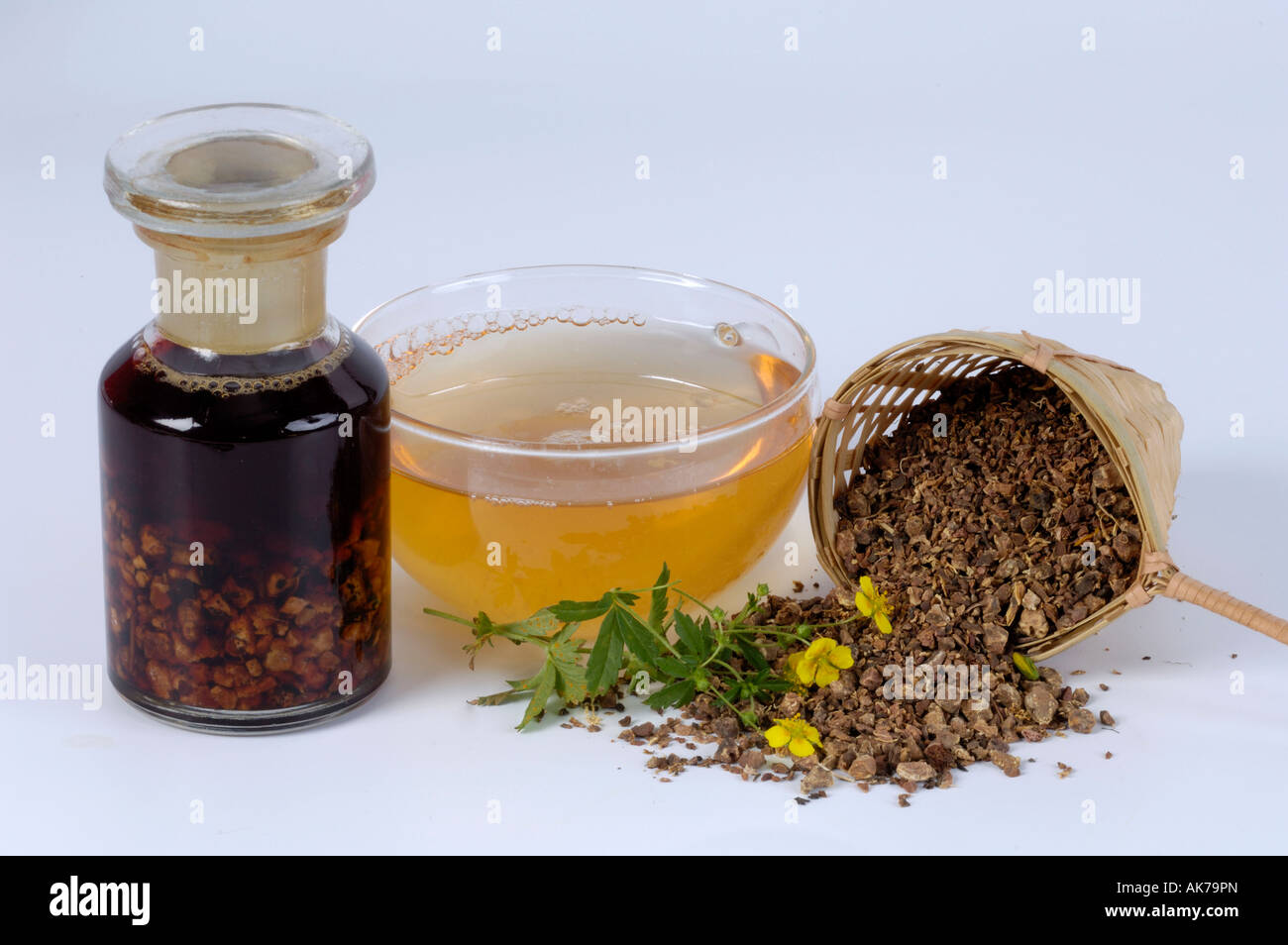 Tormentil tea hi-res stock photography and images - Alamy