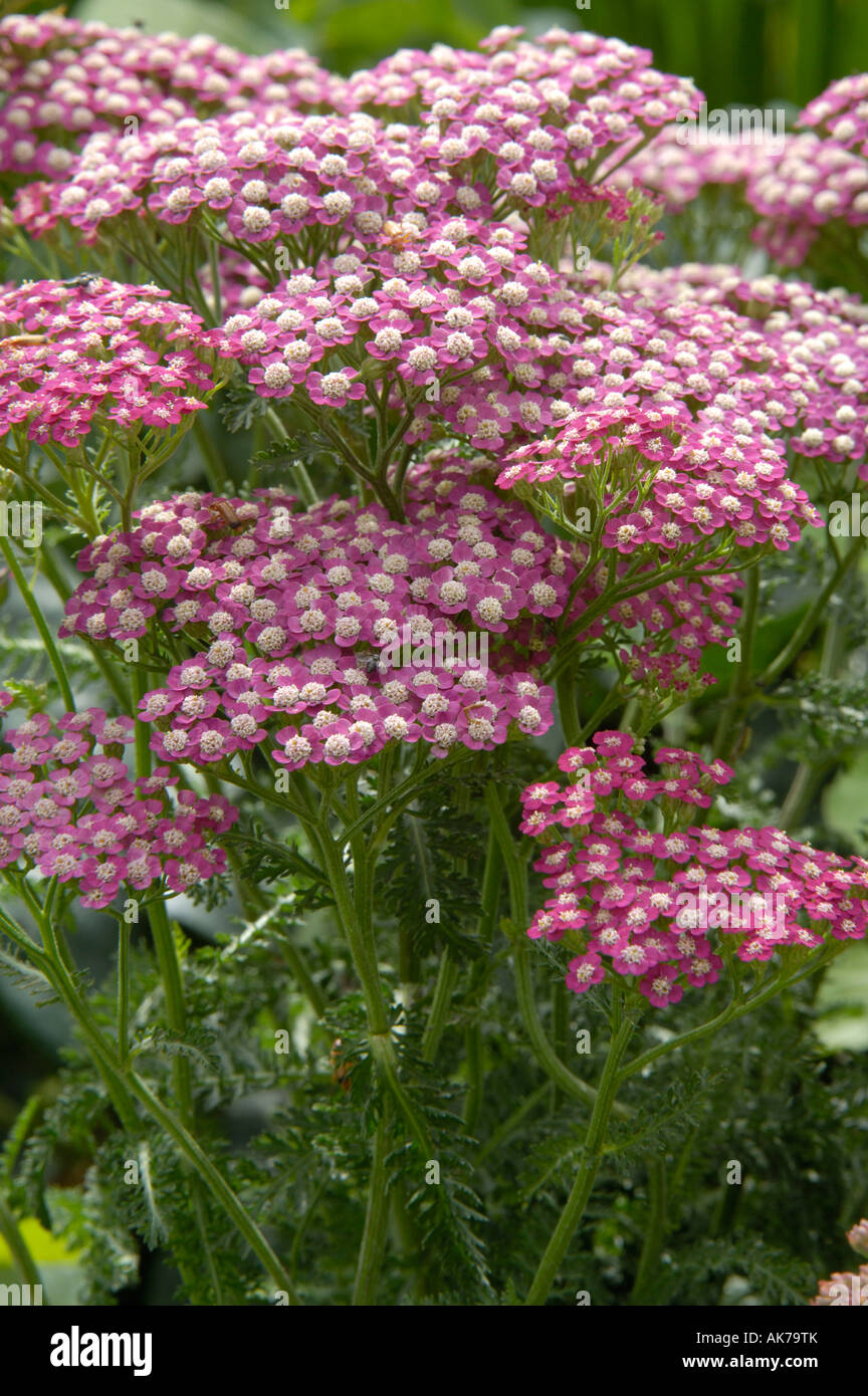 Yarrow feuerland hi-res stock photography and images - Alamy